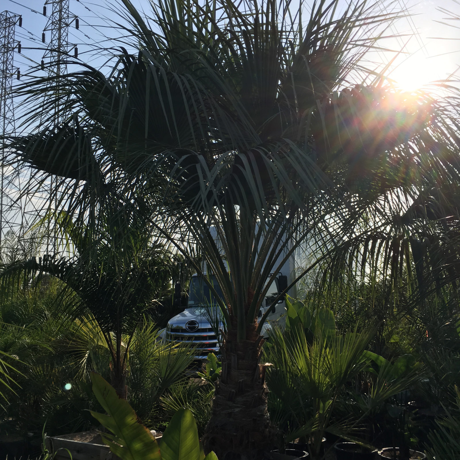 Gallery – Cambridge Pines & Nursery