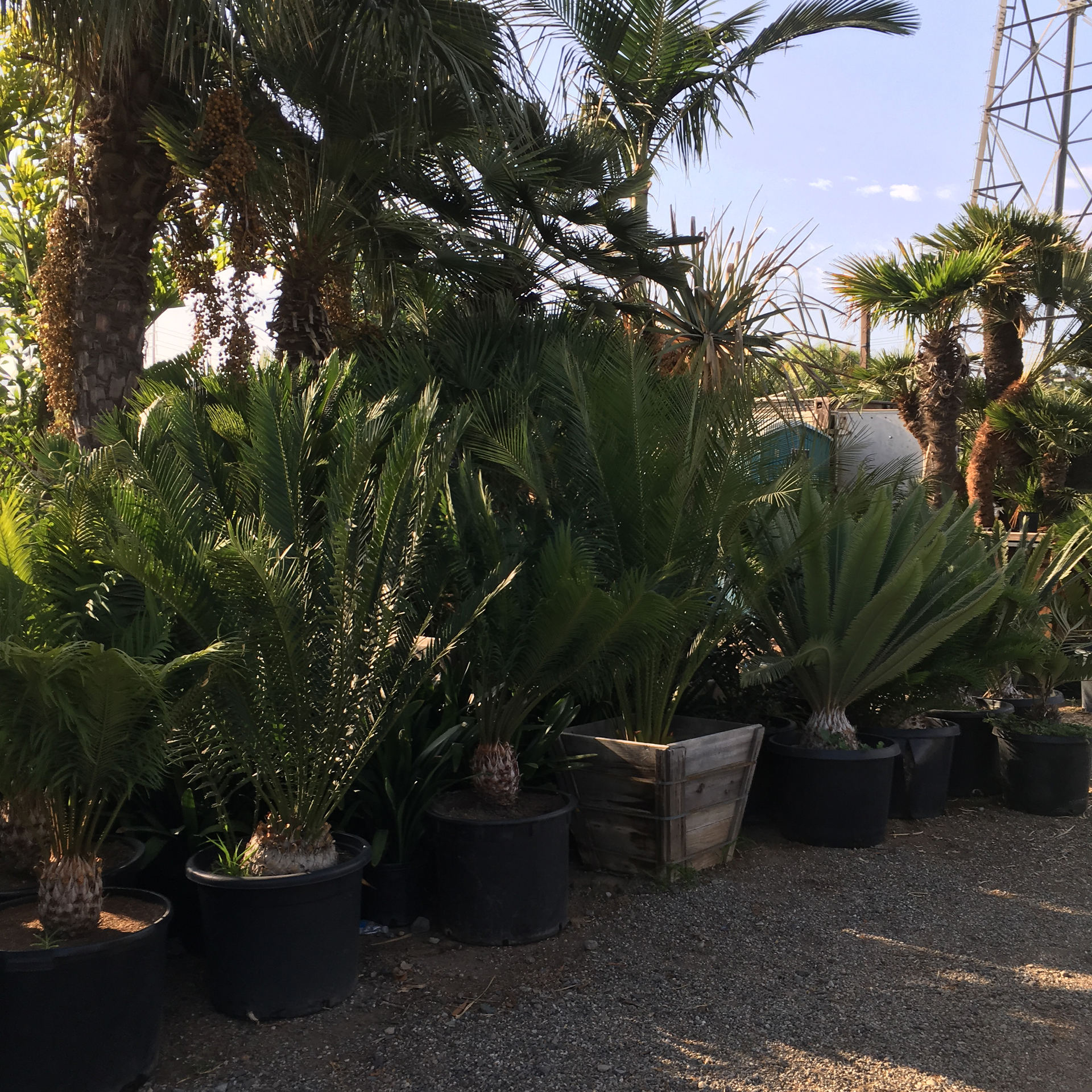 Gallery – Cambridge Pines & Nursery