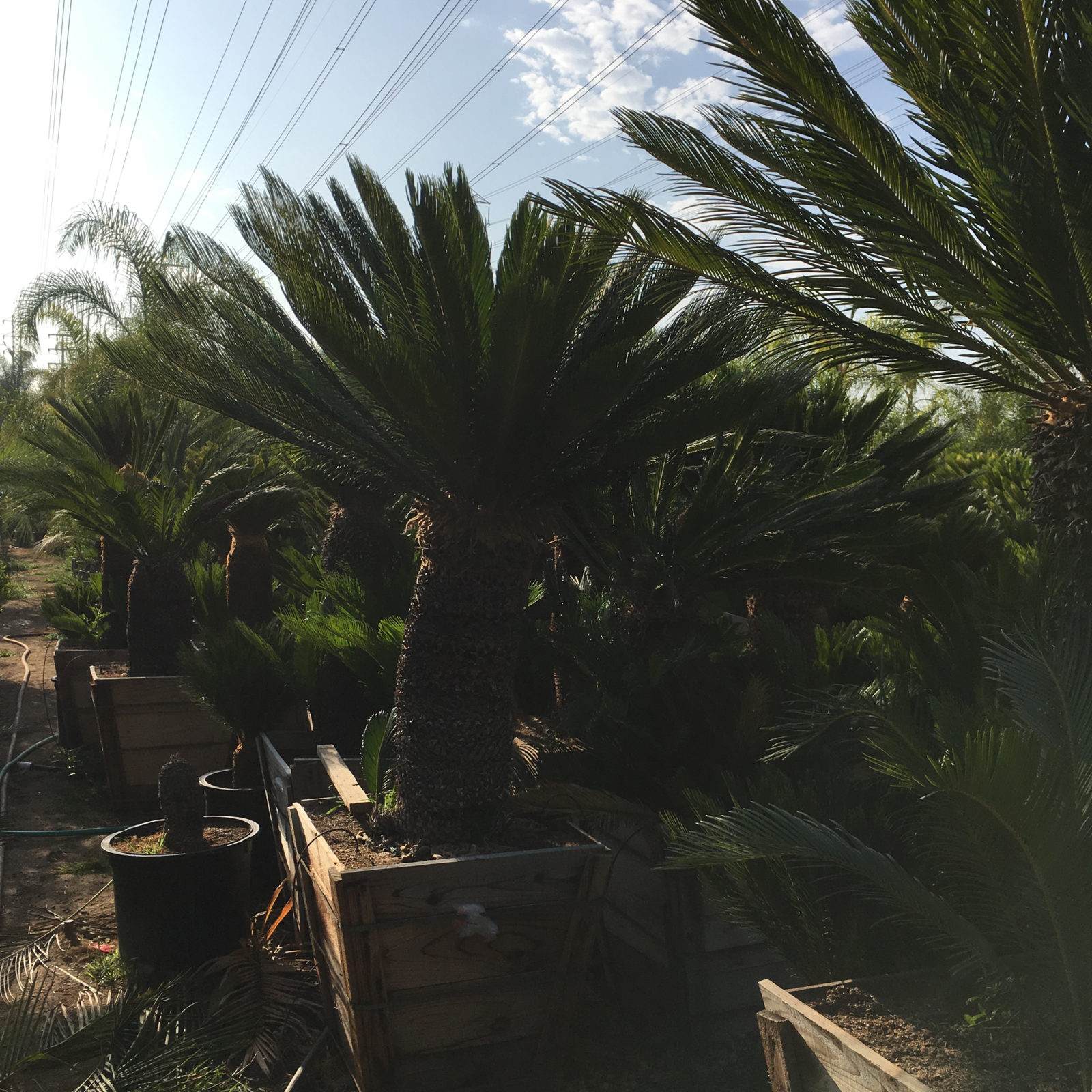 Gallery – Cambridge Pines & Nursery