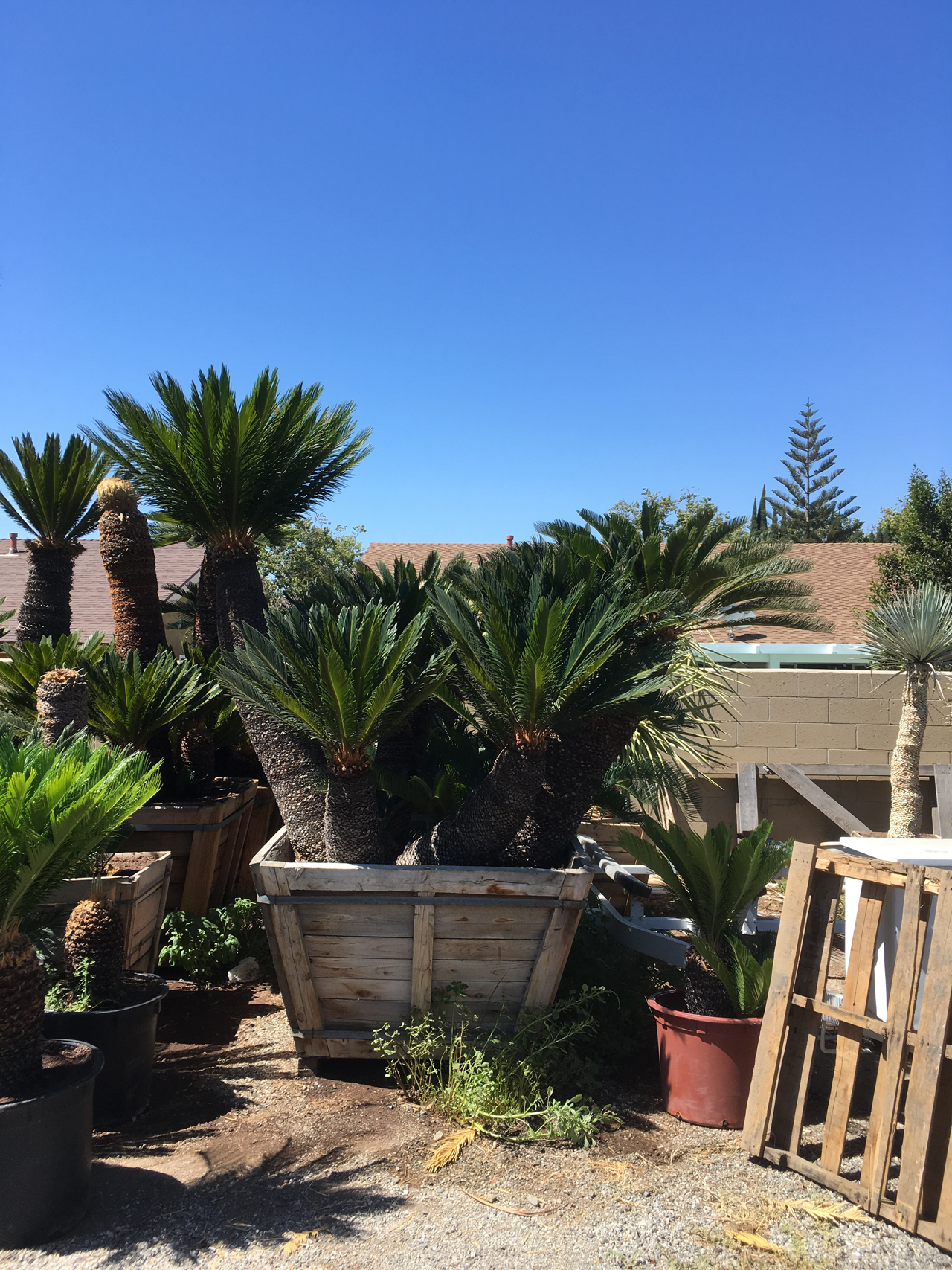 Gallery – Cambridge Pines & Nursery