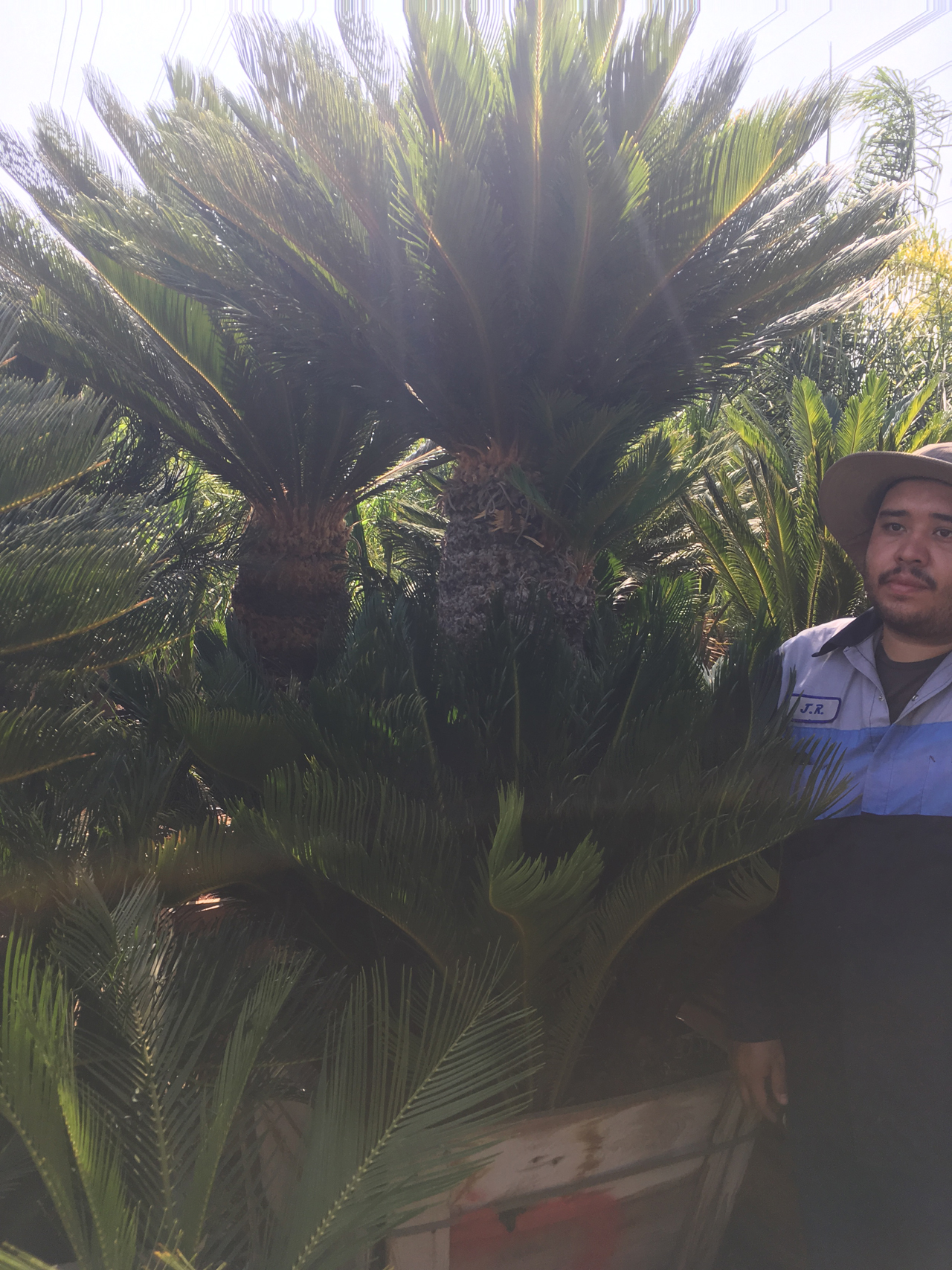 Gallery – Cambridge Pines & Nursery